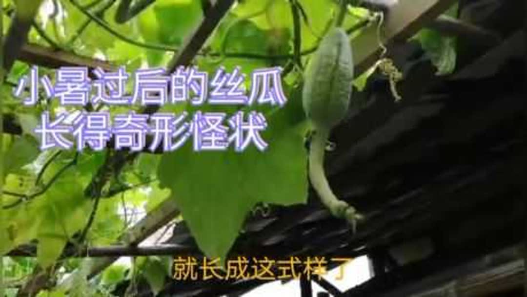 小暑过后第二茬丝瓜长得奇形怪状,是什么原因?
