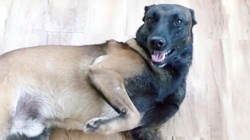 马犬一大早越过围墙去打架,被主人训斥后,还不听,便是要干,逗