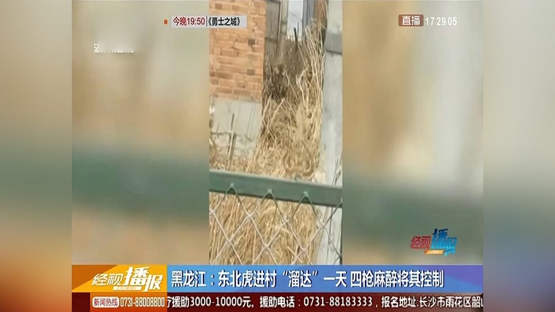 黑龙江:东北虎进村“溜达”一天 四枪麻醉将其控制