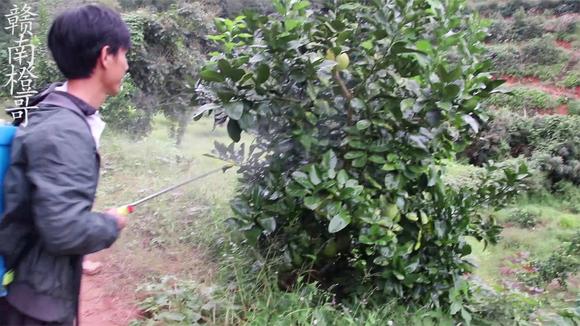 果园红蜘蛛特别多,杀螨助剂现场打药,看看效果怎么样?