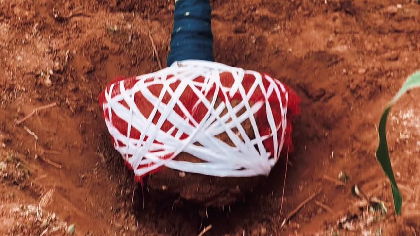 反季节继续栽植#精品苗木 #园林景观工程 #园林绿化 #绿化苗木