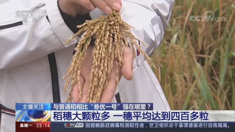 [24小时]与普通稻相比“叁优一号”强在哪里? 稻穗大颗粒多 一穗平均...