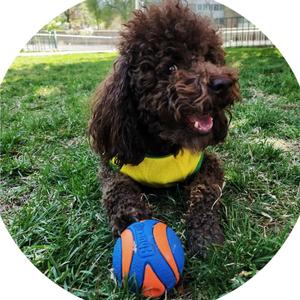 向阳花音乐工作室 