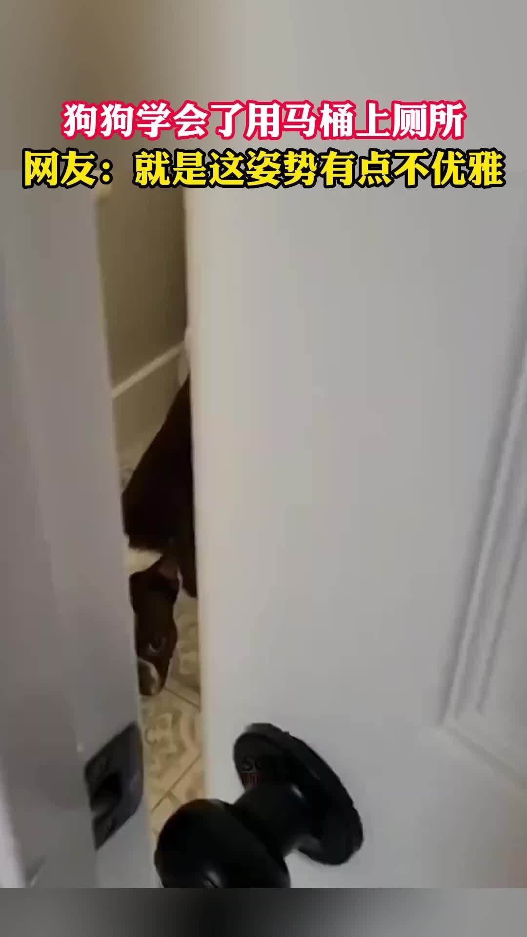狗狗学会了用马桶上厕所 网友:就是这姿势有点不优雅
