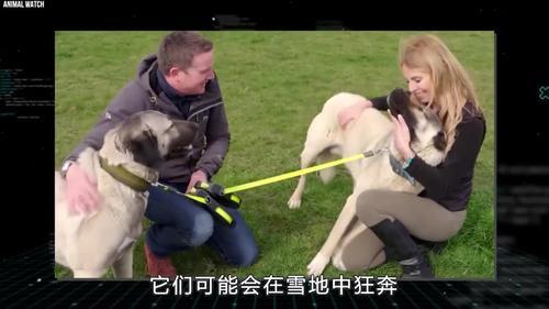 盘点7只最强大的狗