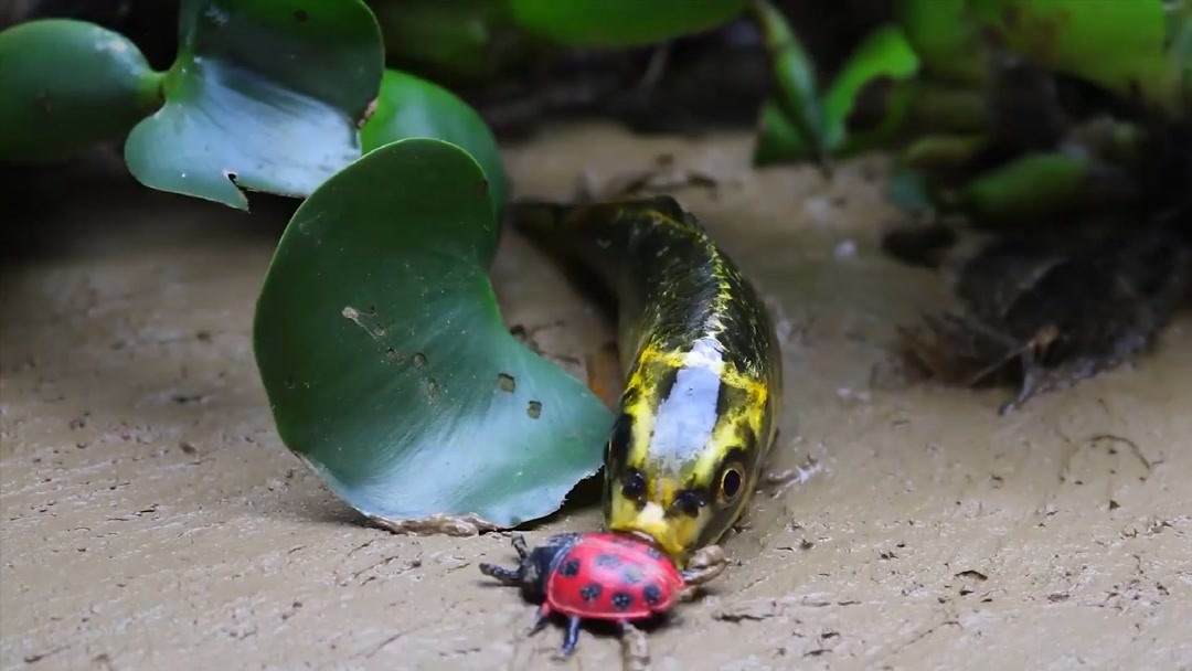 趣味定格生活:设置陷阱捕捉金鱼,不同寻常的捕鱼定格动画