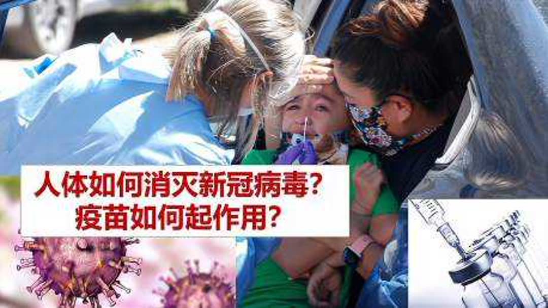 人体如何杀死新冠病毒,疫苗如何起作用?看细胞和体液免疫,谁强