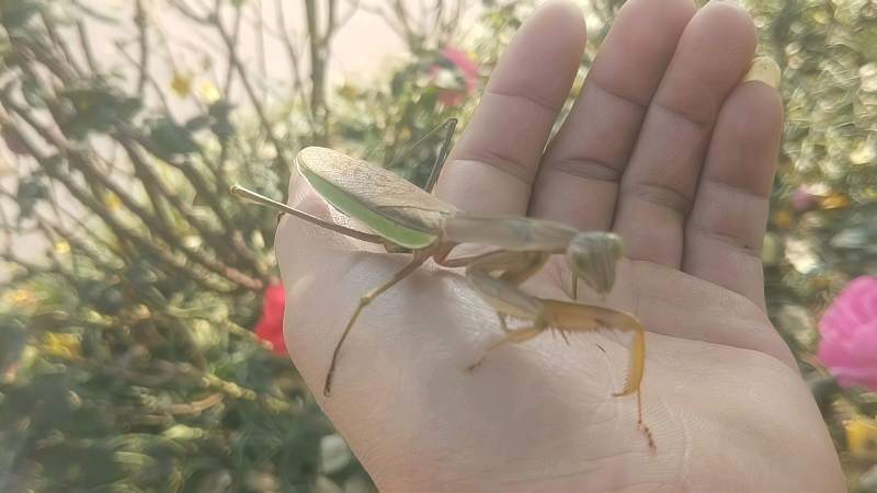 几年没见过挡车神兽