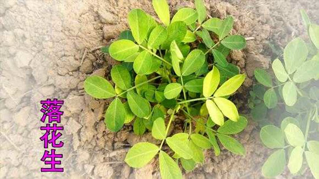 被扔掉的"花生根"居然有这样的保健作用,想想都觉得可惜