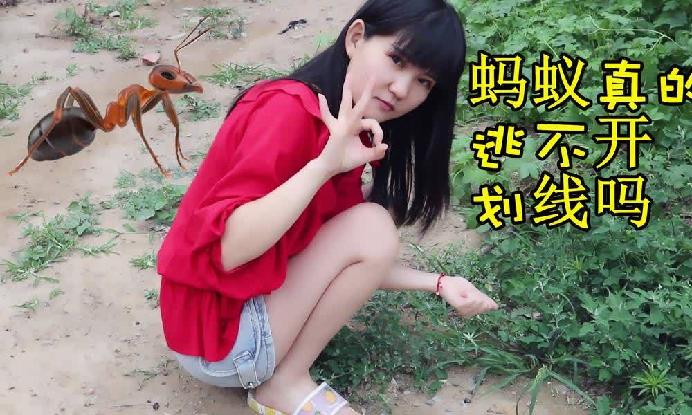 用记号笔给蚂蚁划线,它真的会被锁住吗?萌妹子为此抓了8只蚂蚁