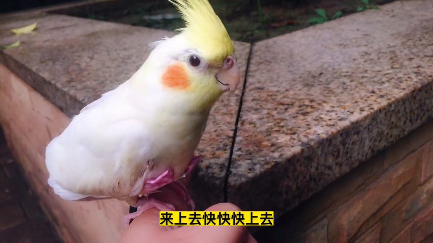 小鸟变秃尾巴鸡,尾巴上的断羽拔掉据说15天后能长出新的羽毛