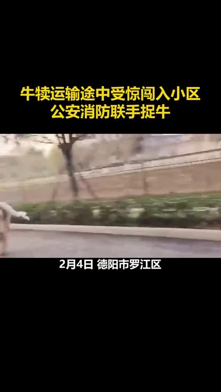 一头牛犊运输途中受惊,撞坏门禁后闯进一居民小区四处横冲直撞,群众...