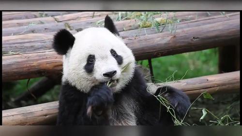 大熊猫的分布和现状
