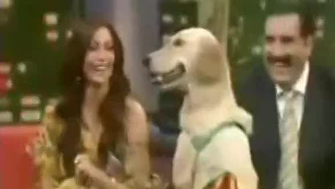 狗狗跳舞视频搞笑 狗狗跳舞表演