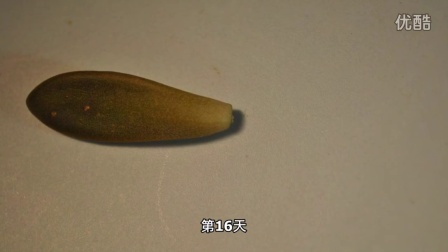 叶插的生长过程