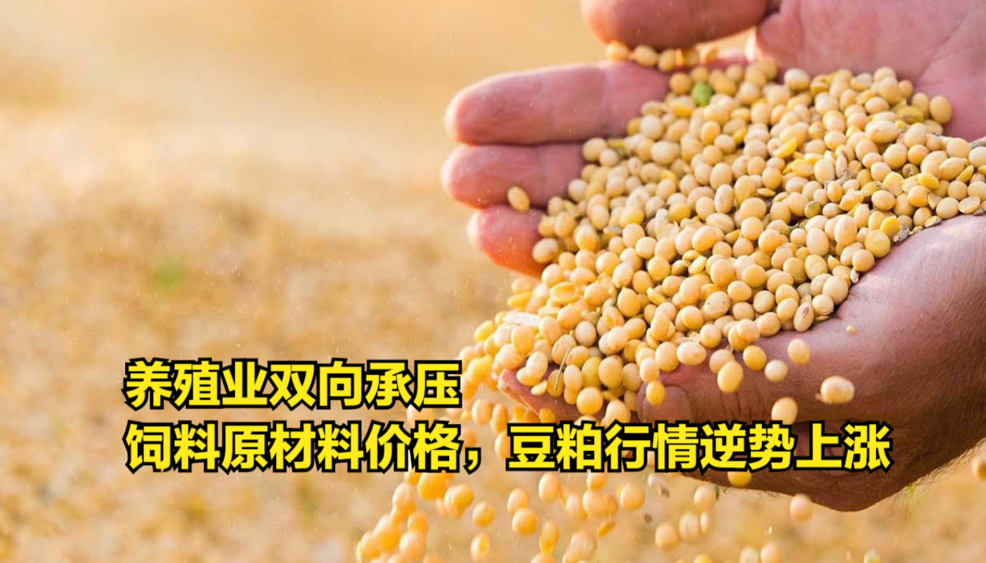 养殖业双向承压,饲料原材料价格,豆粕行情逆势上涨