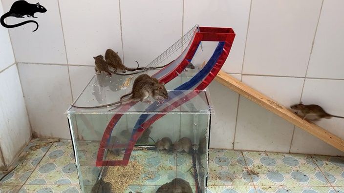 农夫制作一款自动精品捕鼠器,村里人都通通来围观!个个都说好!