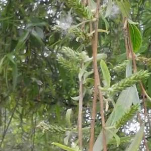 卓儿老师简笔画 