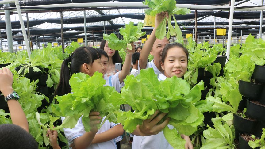有机蔬菜种植创业计划书技术运用:如何种植有机蔬菜