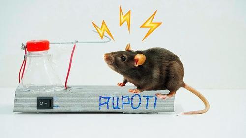 牛人发明的电击捕鼠器,太缺德了,干脆不给老鼠留活路啊