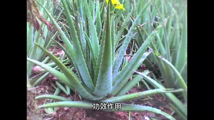 芦荟你知道它的功效吗?#健康小常识 #中药本草