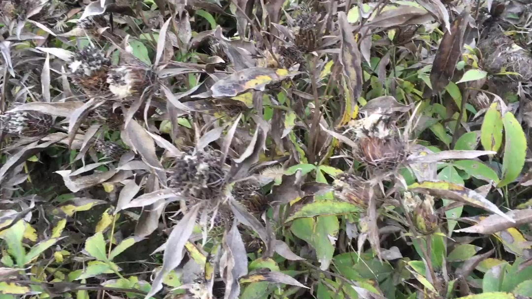 白术种子视频 1080P 中药材种植指南