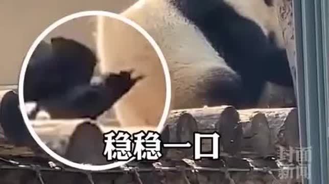 乌鸦薅熊猫屁股毛做窝?扎心神评:这都不犯法,欺负熊猫看不见?