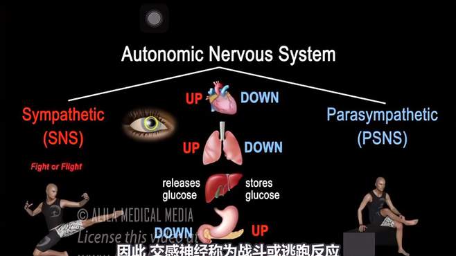 1自主神经系统的组成和功能介绍