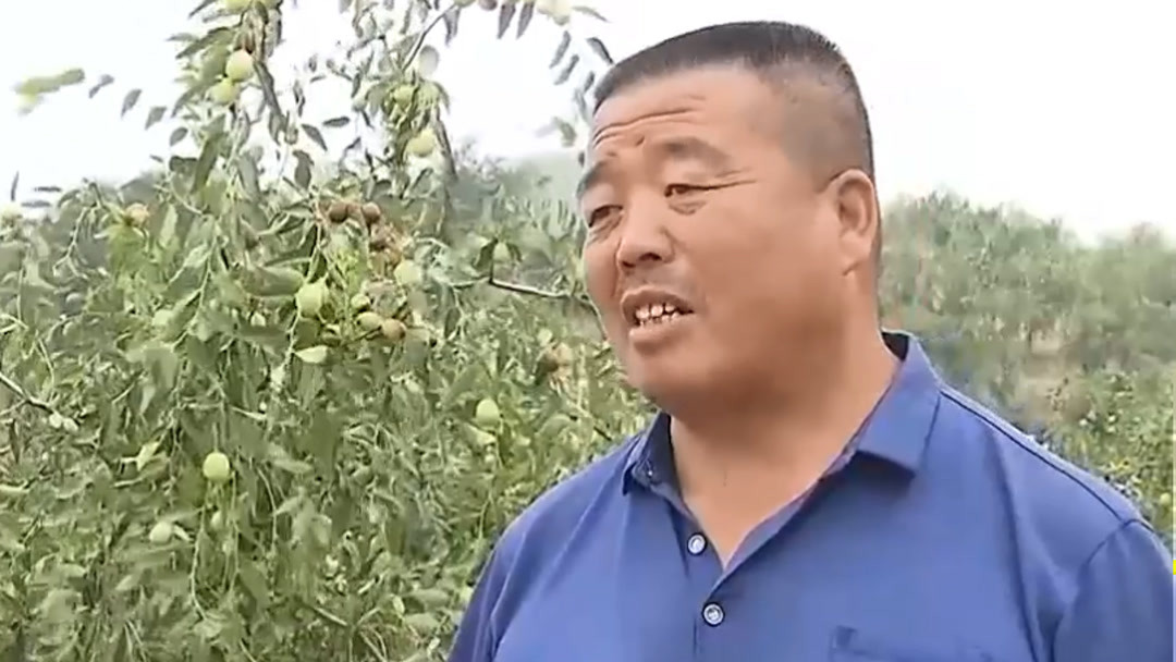小枣换大枣收入翻5倍,村民线上交易供不应求,给钱都不一定有货