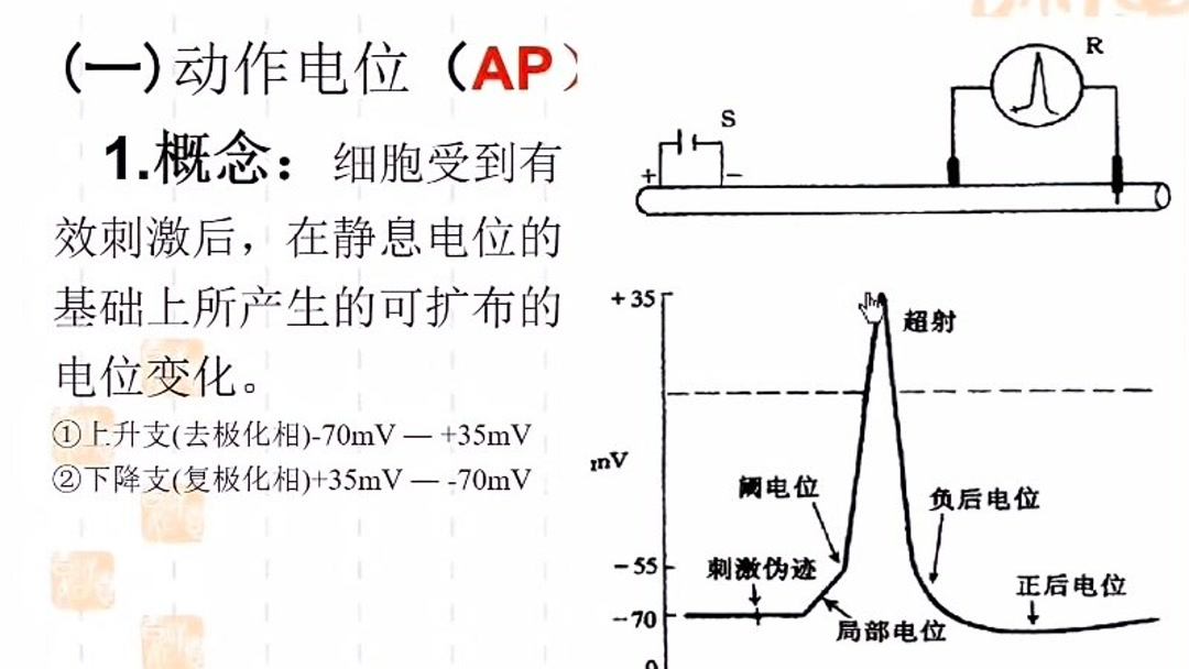 《生理学》第二章 细胞的基本功能(二)