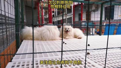 怎样判断狗狗性格特征呢#养狗经验分享 #狗狗 #自繁自养