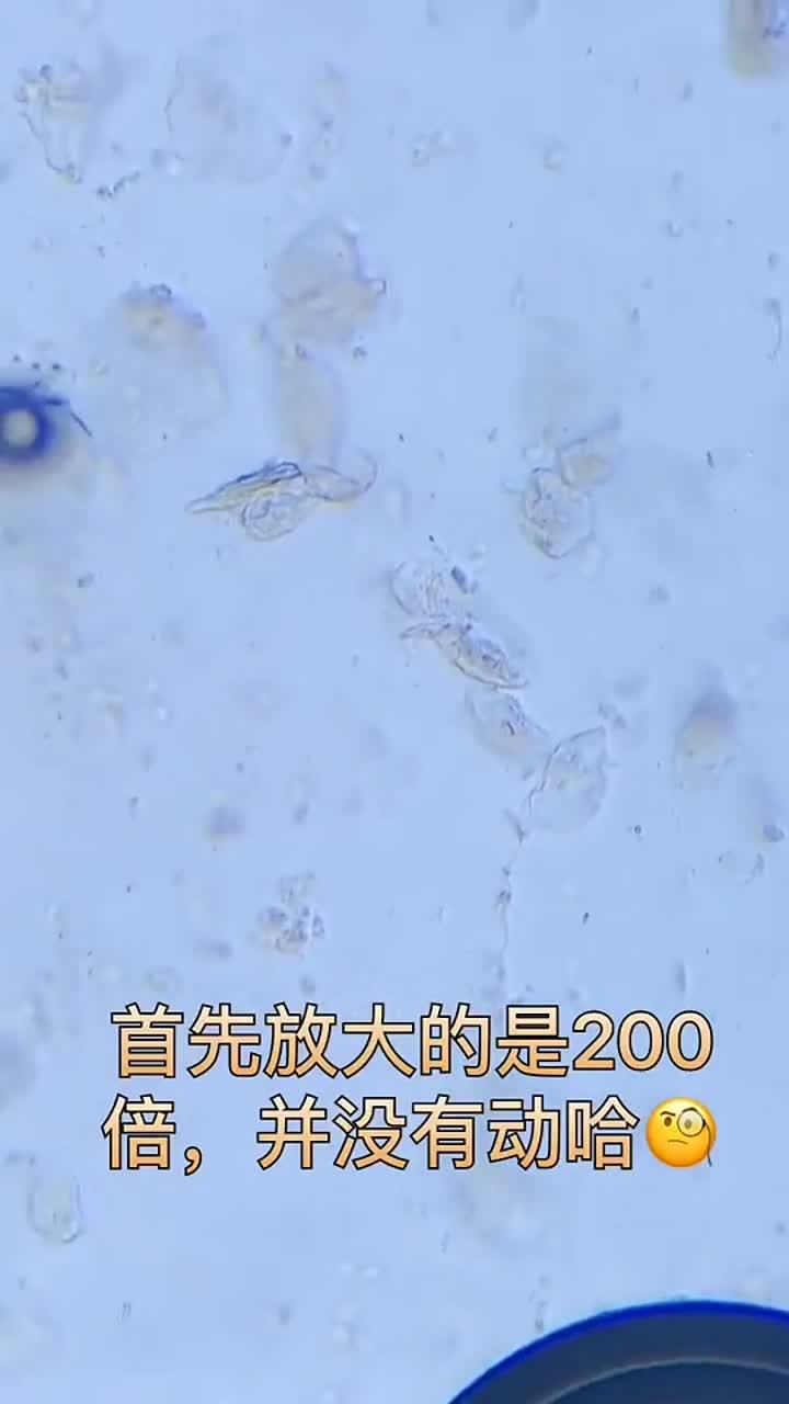 人类口腔上表皮细胞放大1000倍观察