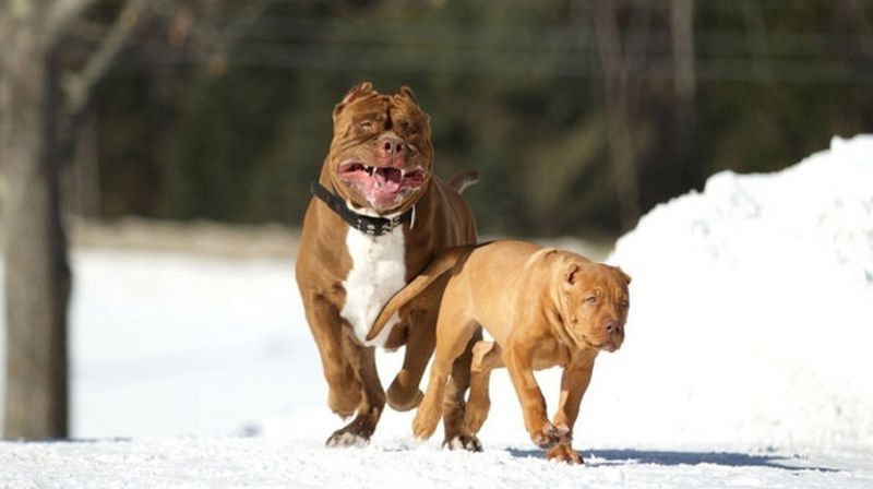 实拍打斗:比特犬VS藏獒,在比特犬面前藏獒实在是弱爆了