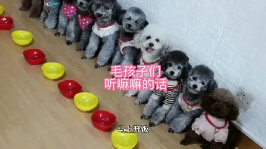 狗狗歌舞团表演!#狗狗搞笑视频 #可爱狗狗