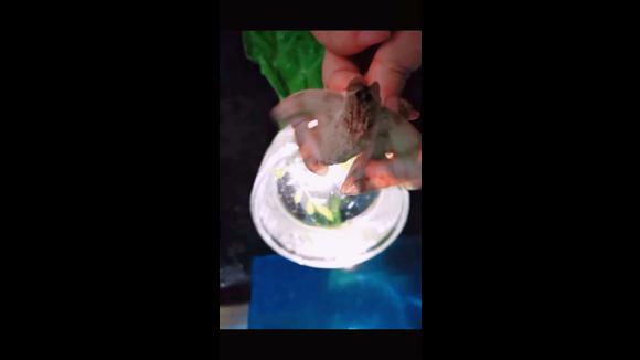 雄蚕蛾威风八面