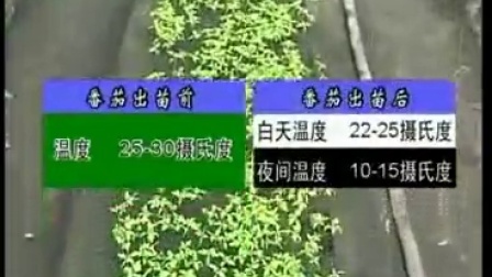 番茄的无土栽培技术