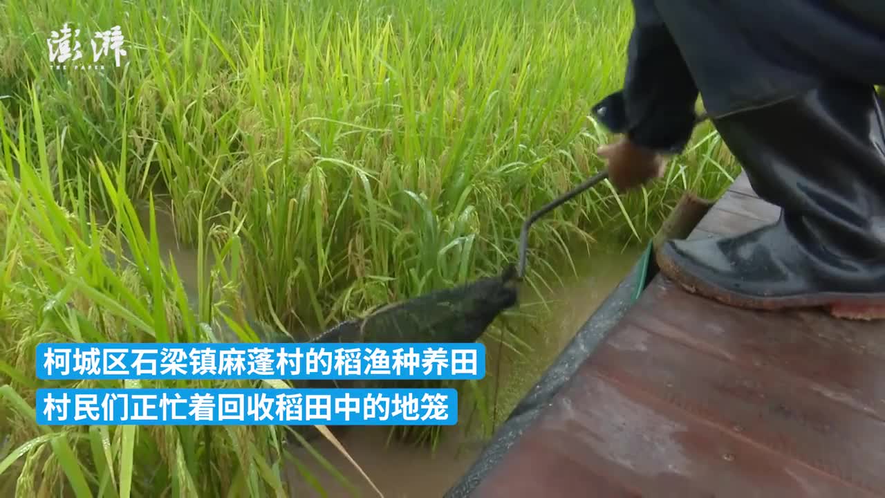 稻田亩均产大闸蟹超120斤,衢州稻渔共生迎来丰收季