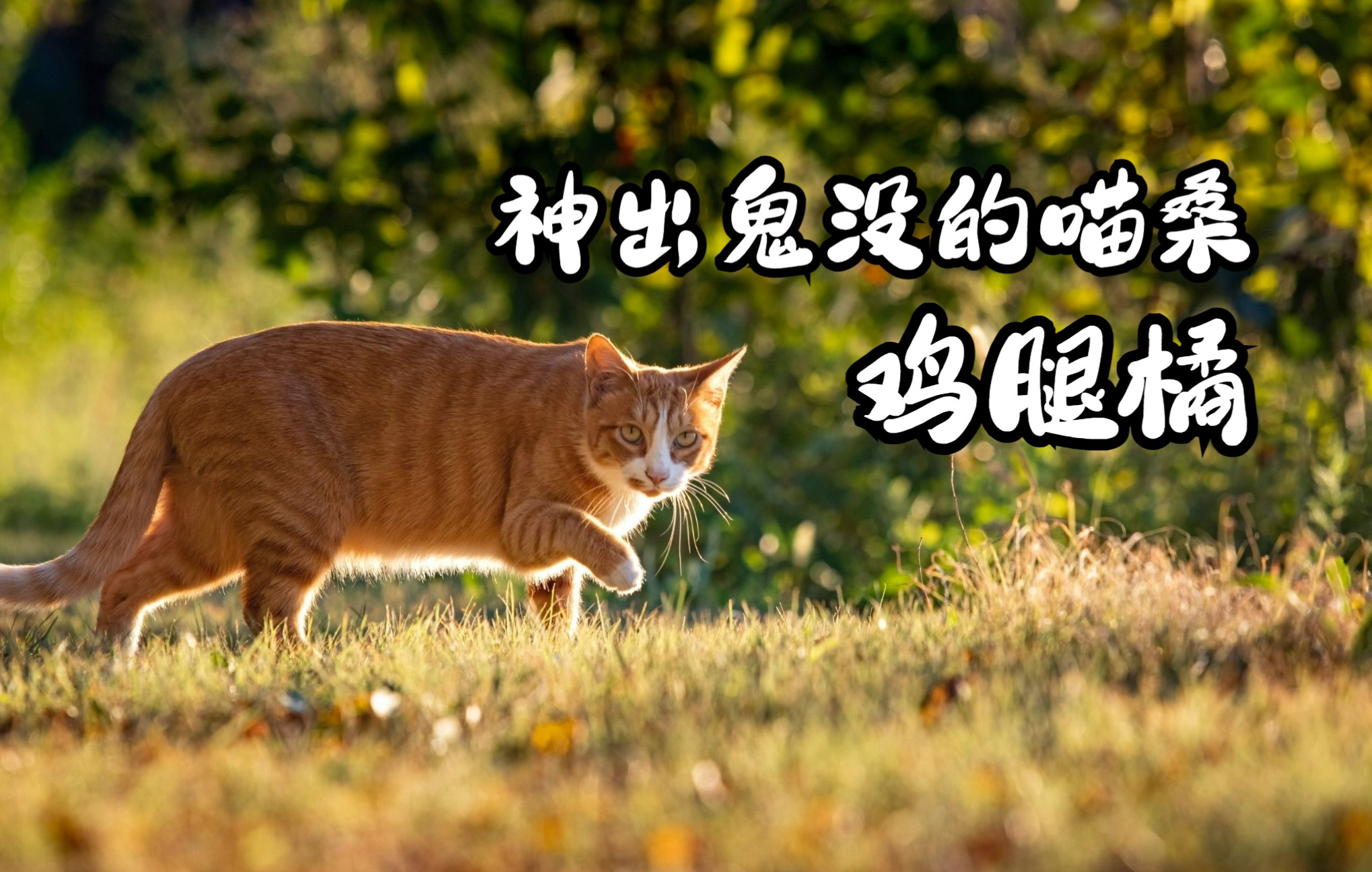 可让我又抓到你了吧,喵桑!