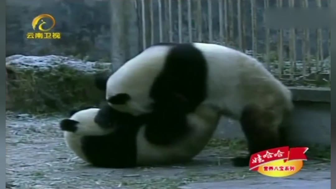 尼克松访华时,中国送了两只熊猫给美国,它们在华盛顿度过了一生