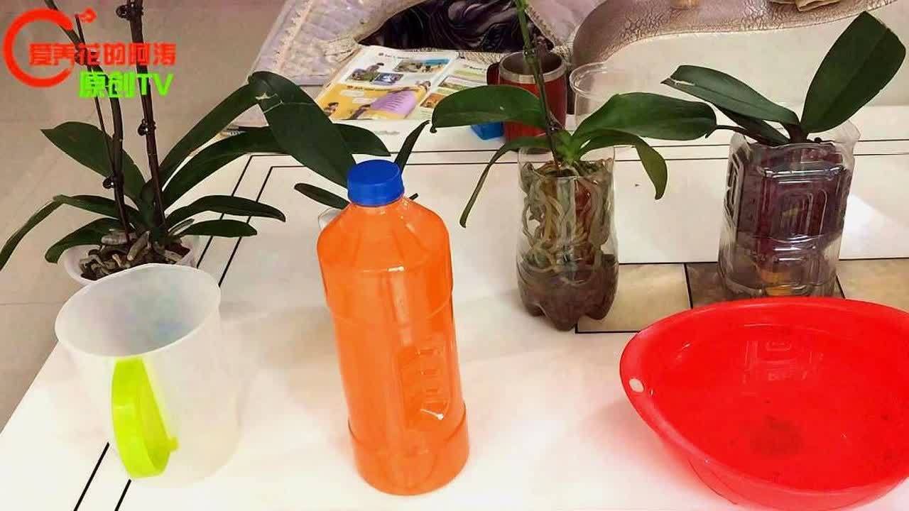 自制养花"万能水",1星期给花喷1次,杀菌催芽防病虫害,好用