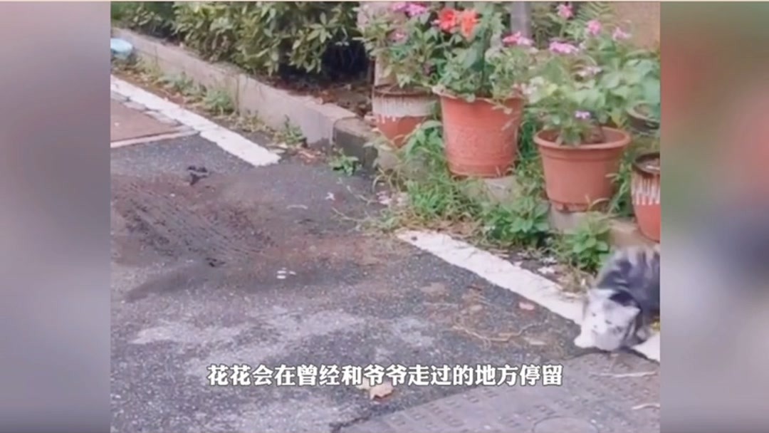 毛毛宠:袁隆平爷爷的猫还在等他回家,守护着稻田学会了抓鼠