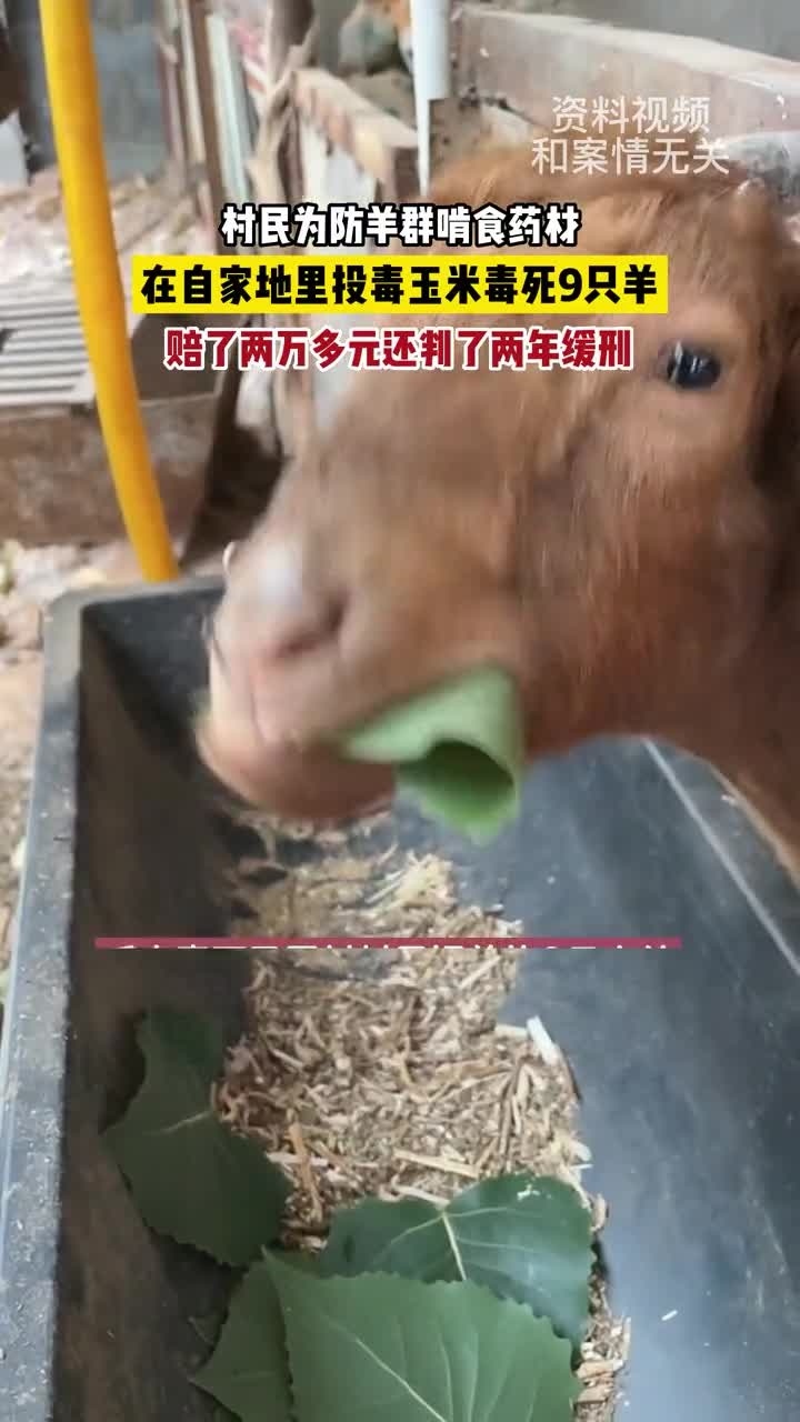 近日,山西临汾。村民为防羊群啃食药材,在自家地里投毒玉米毒死9只羊...