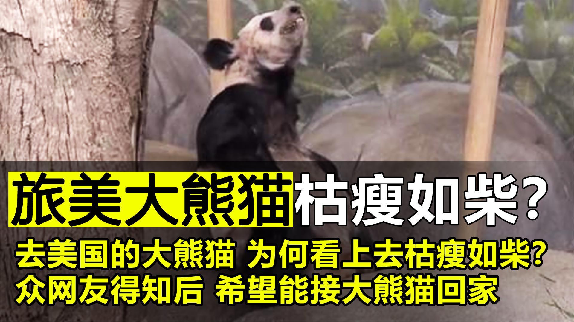 大熊猫在美国枯瘦如柴,众人请愿让它回家,究竟发生了什么?