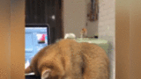 【湖北】萌化啦!猫咪等主人加班自己先睡着 主人:平时我不睡它不睡