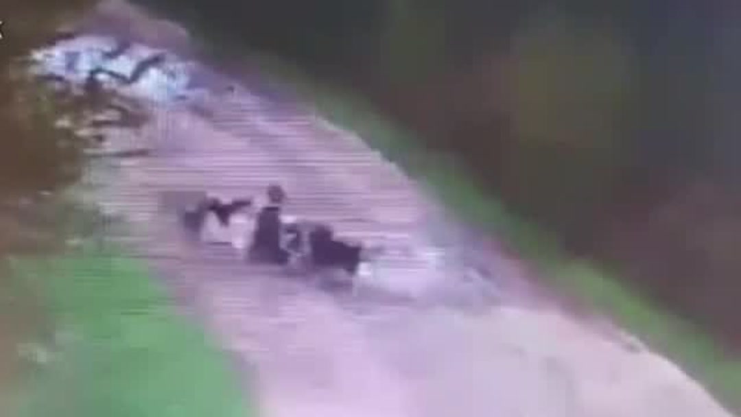 男子喂养流浪狗2年 忘带食物被12条恶犬咬死