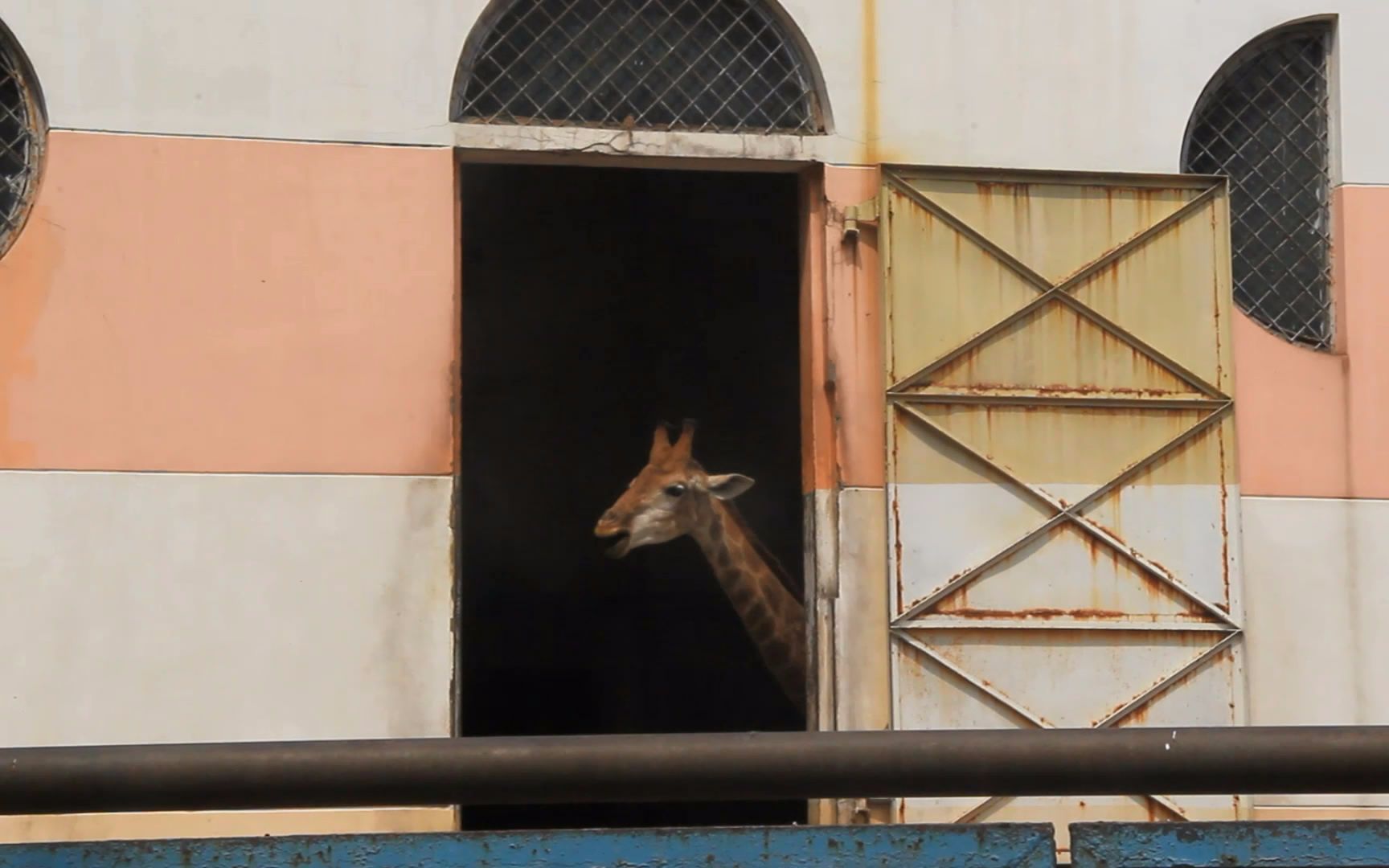 【日常生活】武汉动植物园一日游