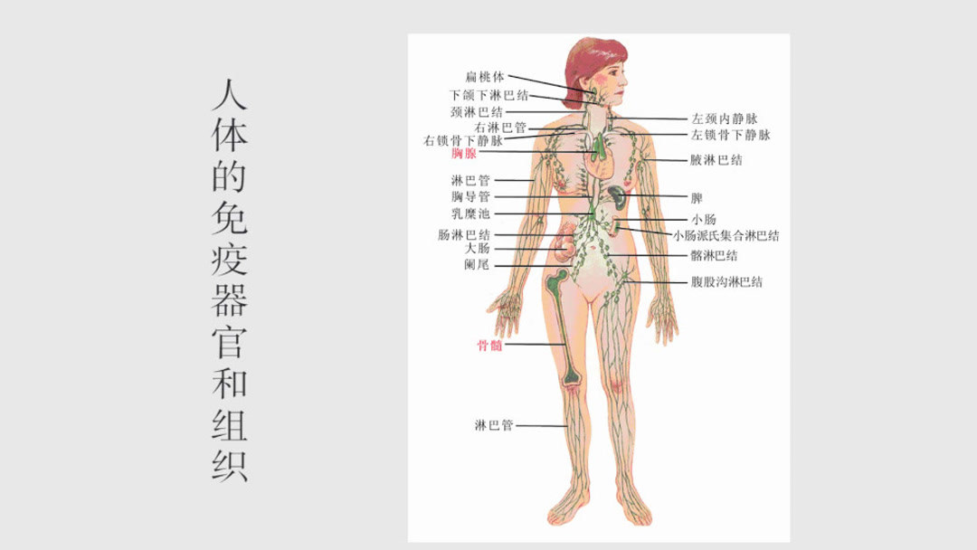   《免疫是瓶万金油》第一期--免疫学的基本构成