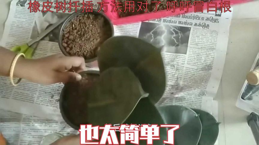 橡皮树扦插,方法用对了,呼呼冒白根,也太简单了