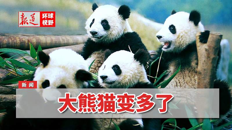 中国大熊猫不再濒危,美国却尴尬了:还能求中国多送几只吗?
