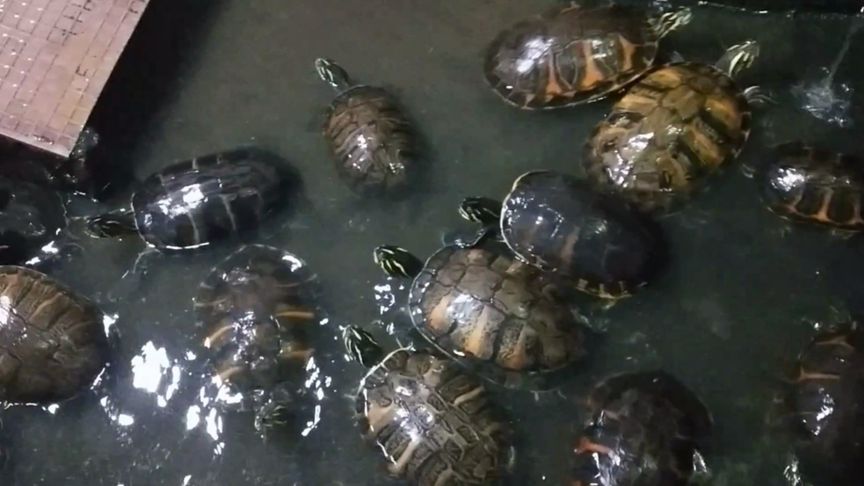 养龟人的生活,大半夜还在给龟池和龟消毒换水。